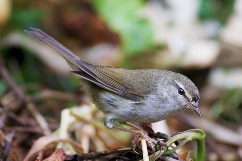 Japanese bush warbler – Okinawa Birds